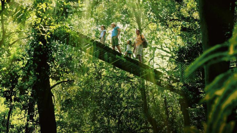 Elevated glory at O'Reilly's Rainforest Retreat - For the Love of Travel